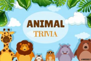 110+ Animal Trivia Question & Answers - Meebily